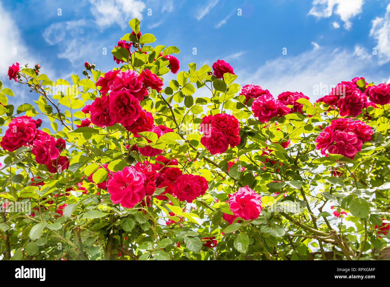 Beautiful rose bush against blue sky with clouds background with copy ...