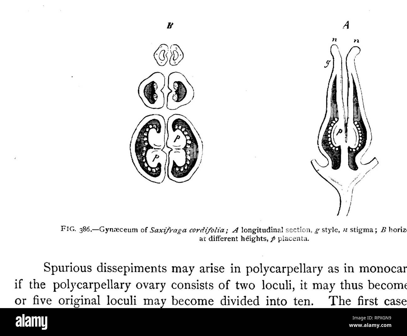 . Text-book of botany, morphological and physiological. Botany ...