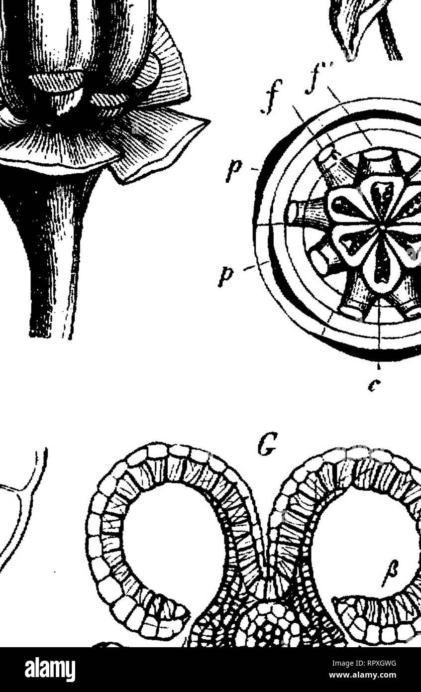 Eryngium campestre flowers Black and White Stock Photos & Images - Alamy