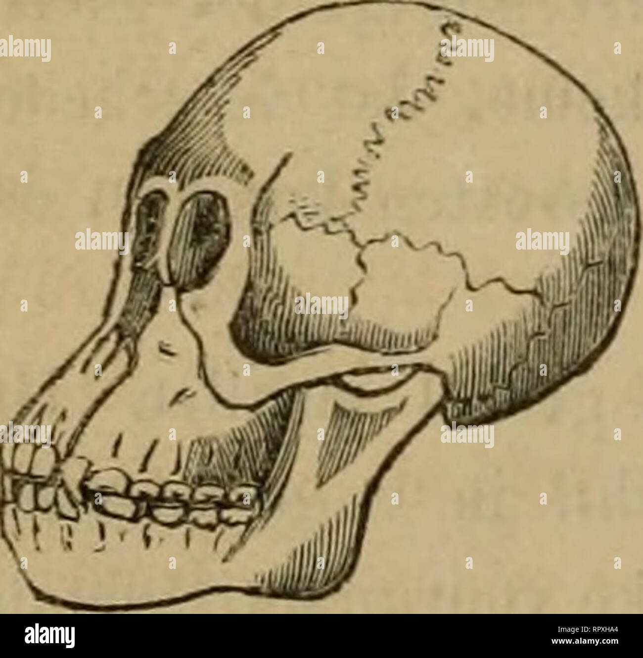 Beentjes hi-res stock photography and images - Alamy