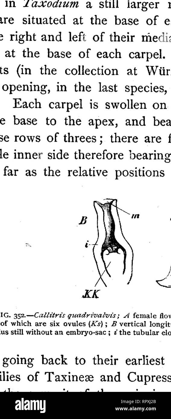 Bract scales hi-res stock photography and images - Alamy