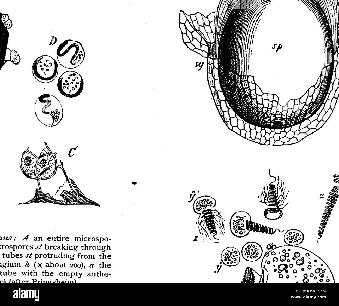 . Text-book of botany, morphological and physiological. Botany. 444 ...