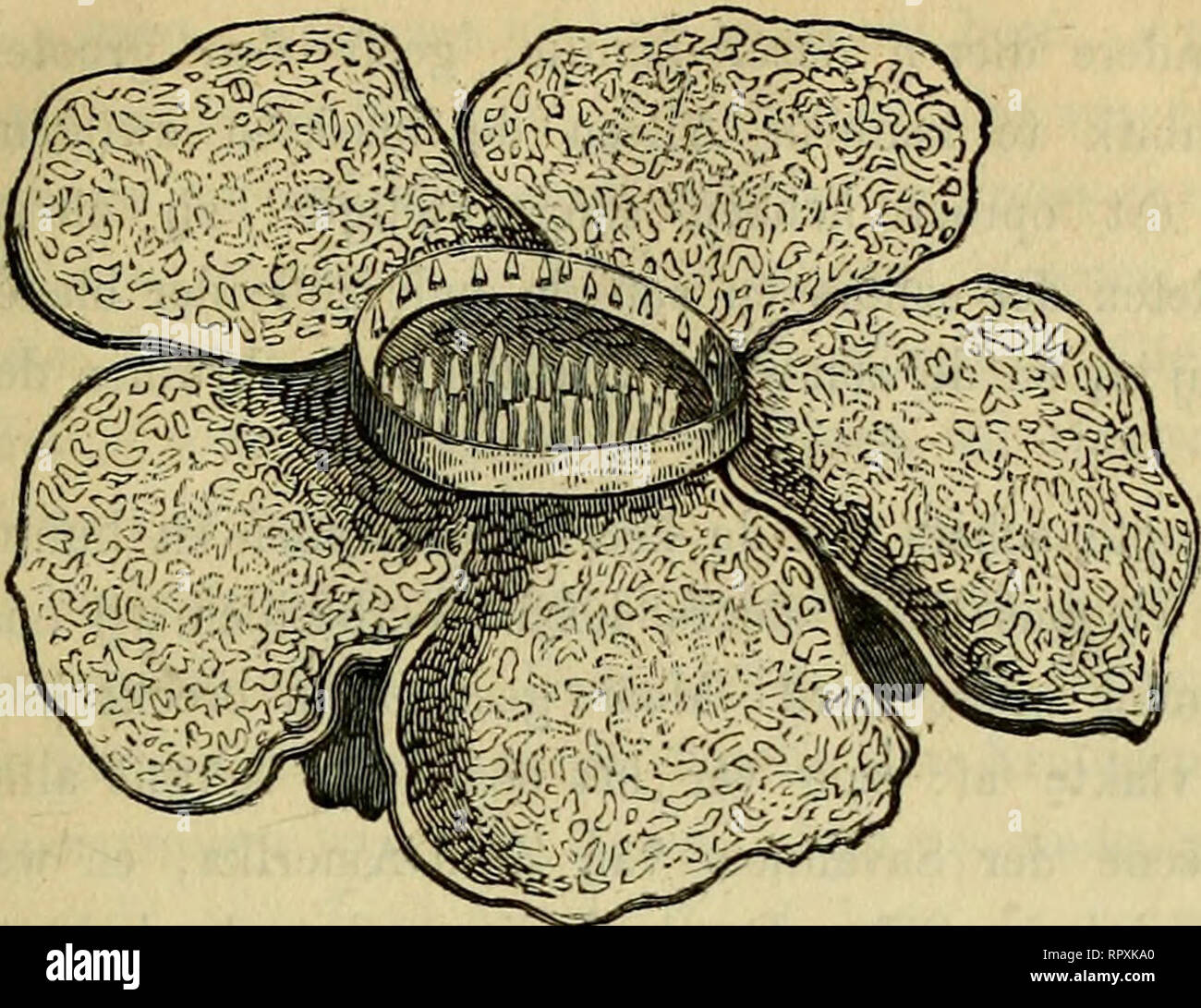 . Album der Natuur. 11. EAFFLESIA ARNOLDI. weefsels, waarop zij ...