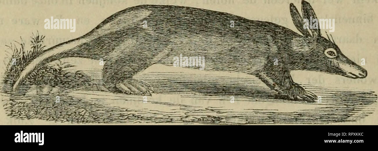 Bathyergus hi-res stock photography and images - Alamy