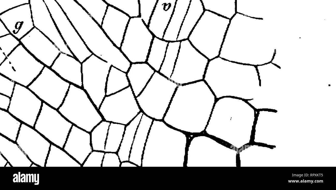 . Text-book of botany, morphological and physiological. Botany. FIG ...