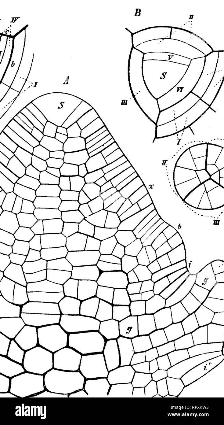 . Text-book of botany, morphological and physiological. Botany ...