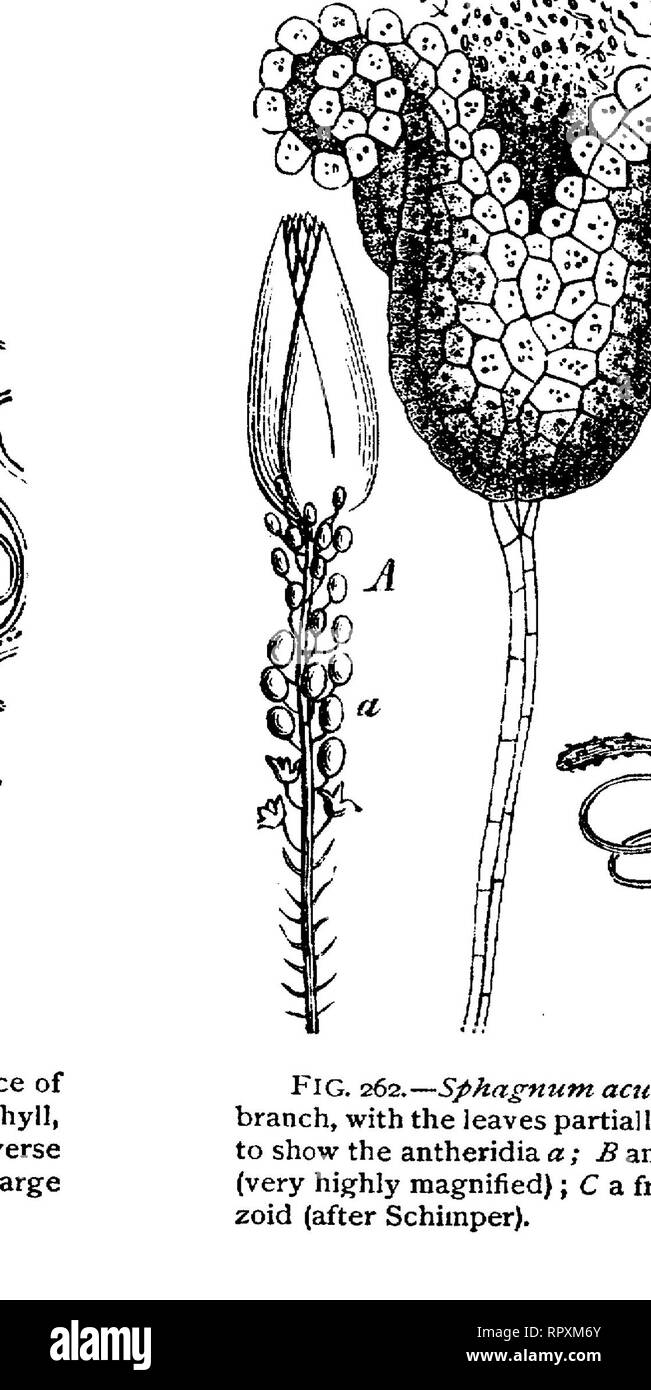 Terminal tuft hi-res stock photography and images - Alamy