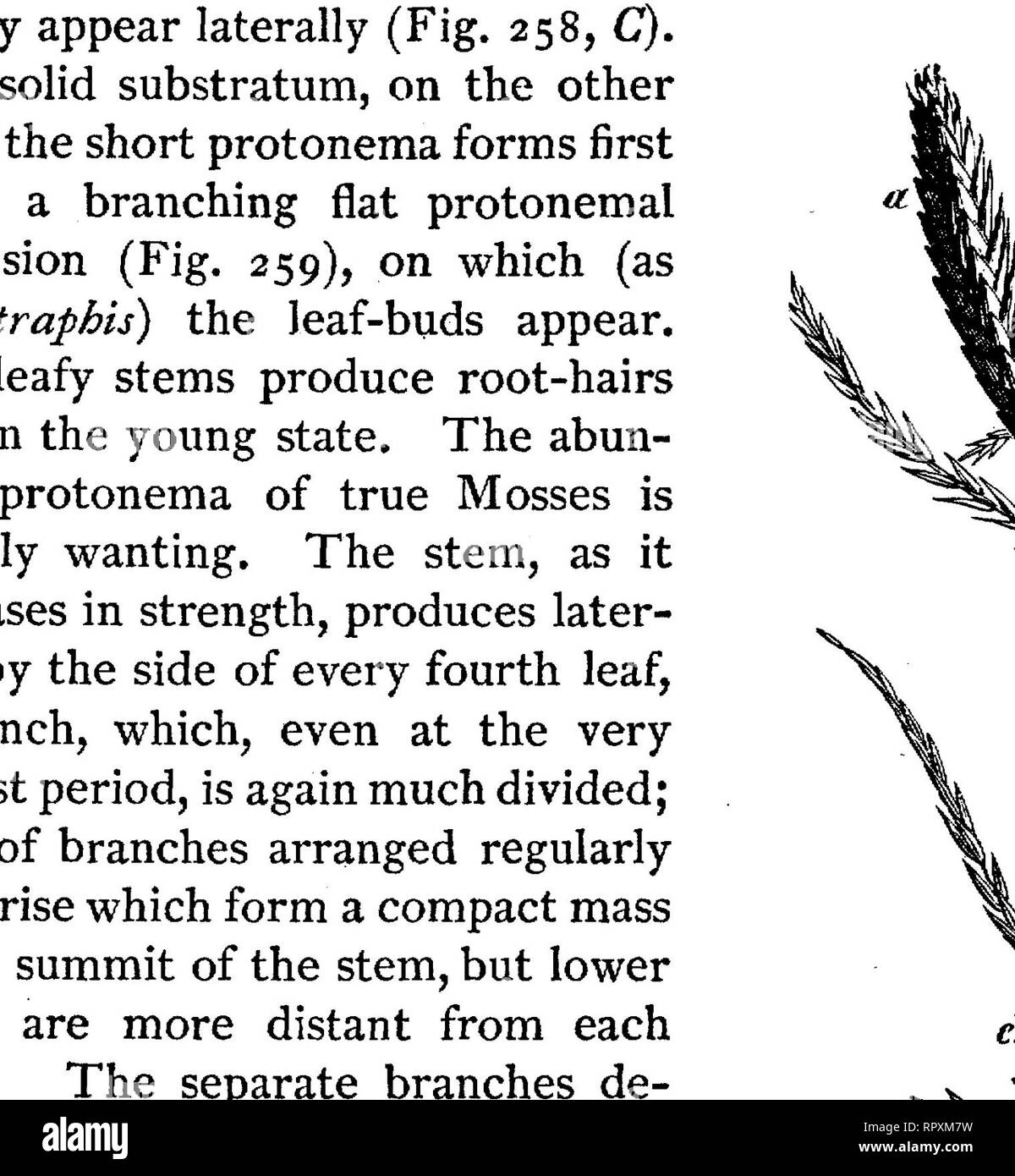 Long tongue shaped leaves Black and White Stock Photos & Images - Alamy