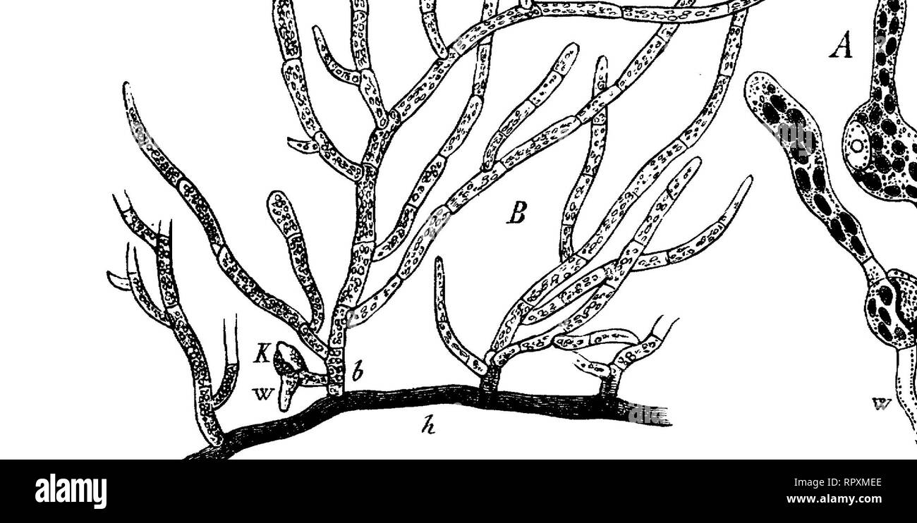 Moss protonema hi-res stock photography and images - Alamy