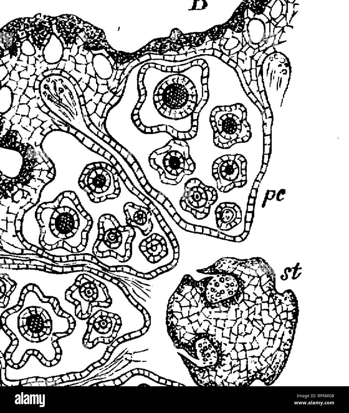 . Text-book of botany, morphological and physiological. Botany. FIG ...