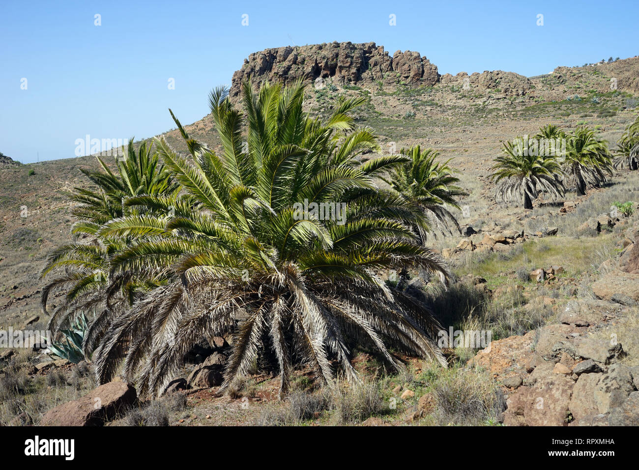 Big palm tree hi-res stock photography and images - Alamy