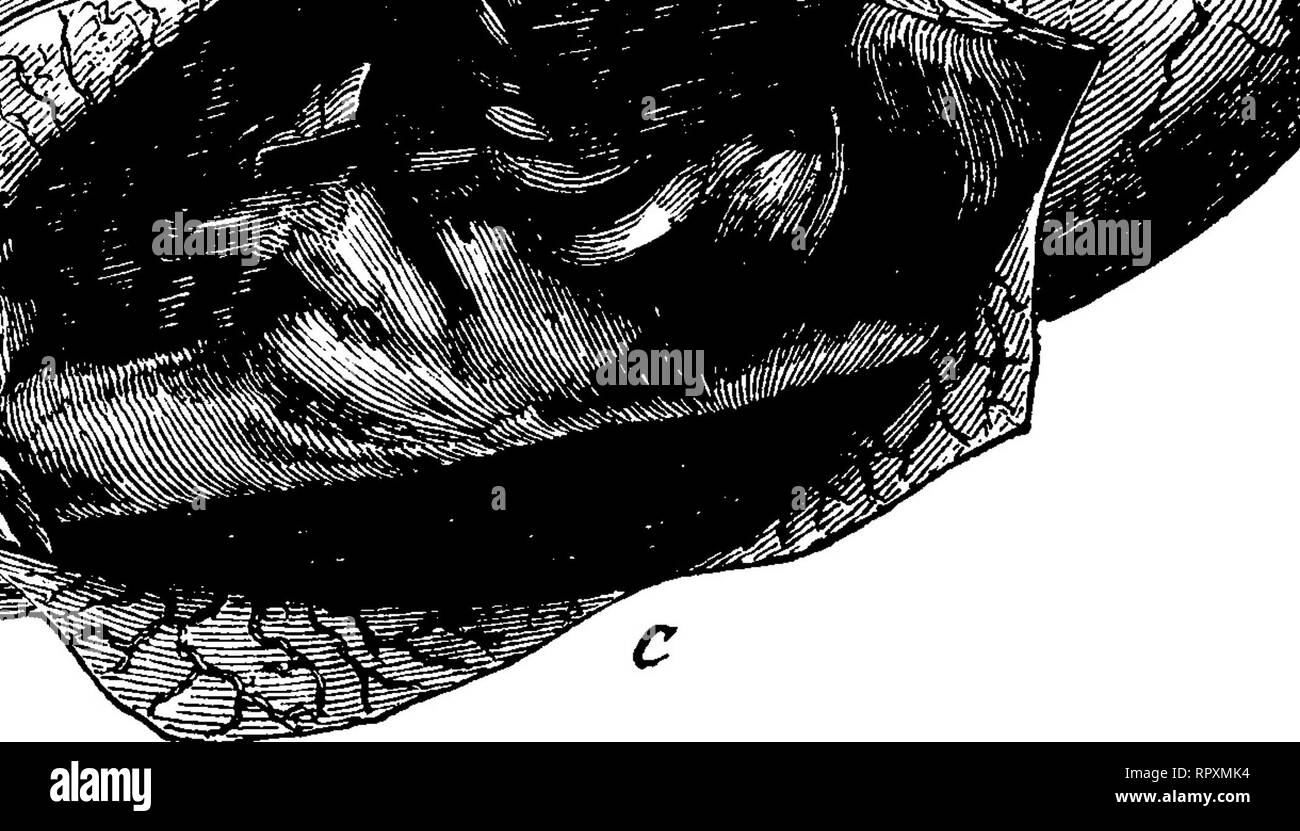 . The comparative anatomy of the domesticated animals. Veterinary ...