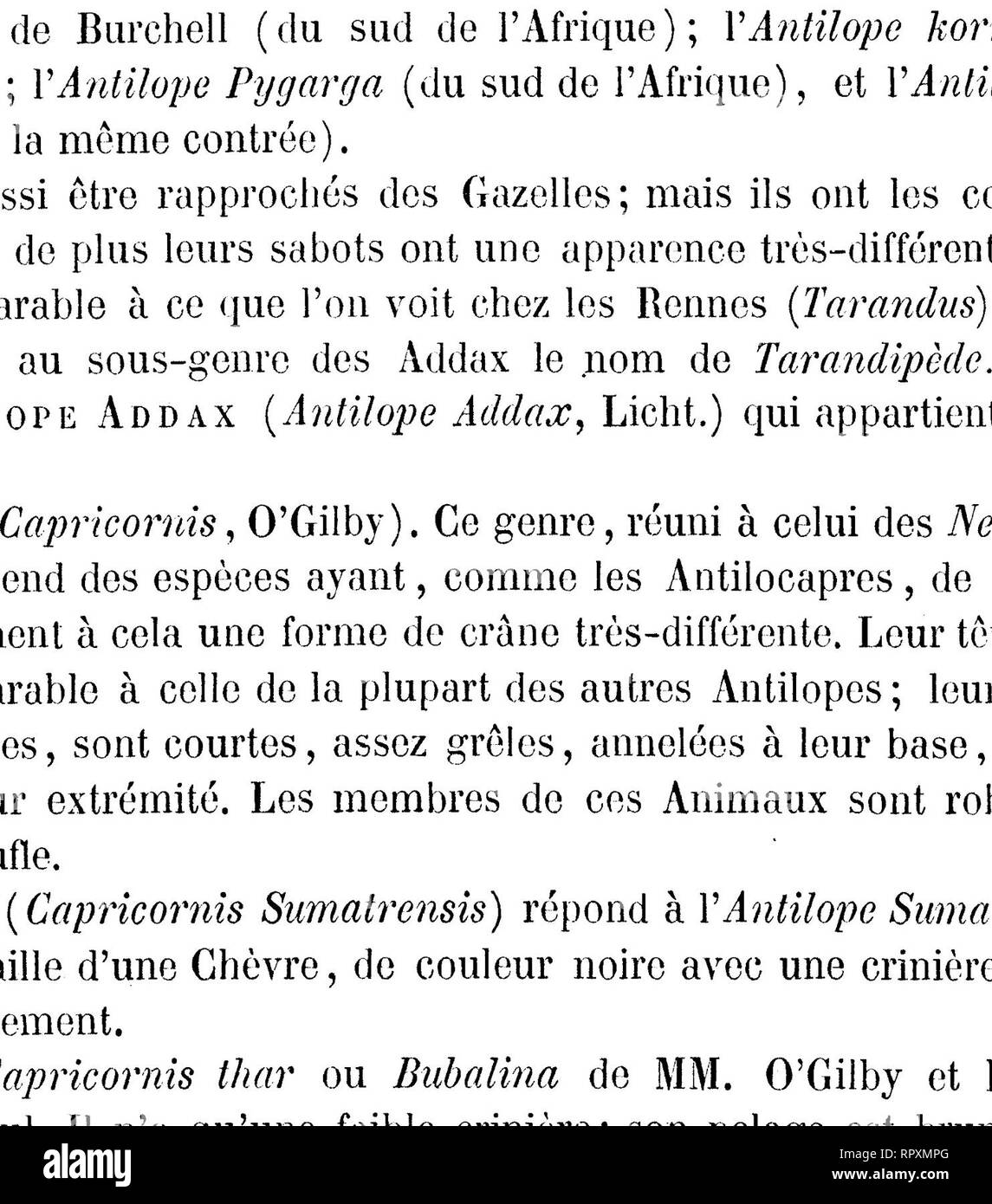 Mufle hi-res stock photography and images - Alamy