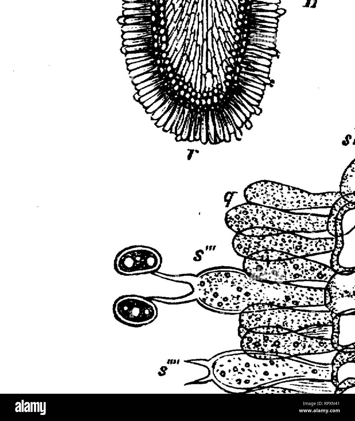 Basidium hi-res stock photography and images - Alamy