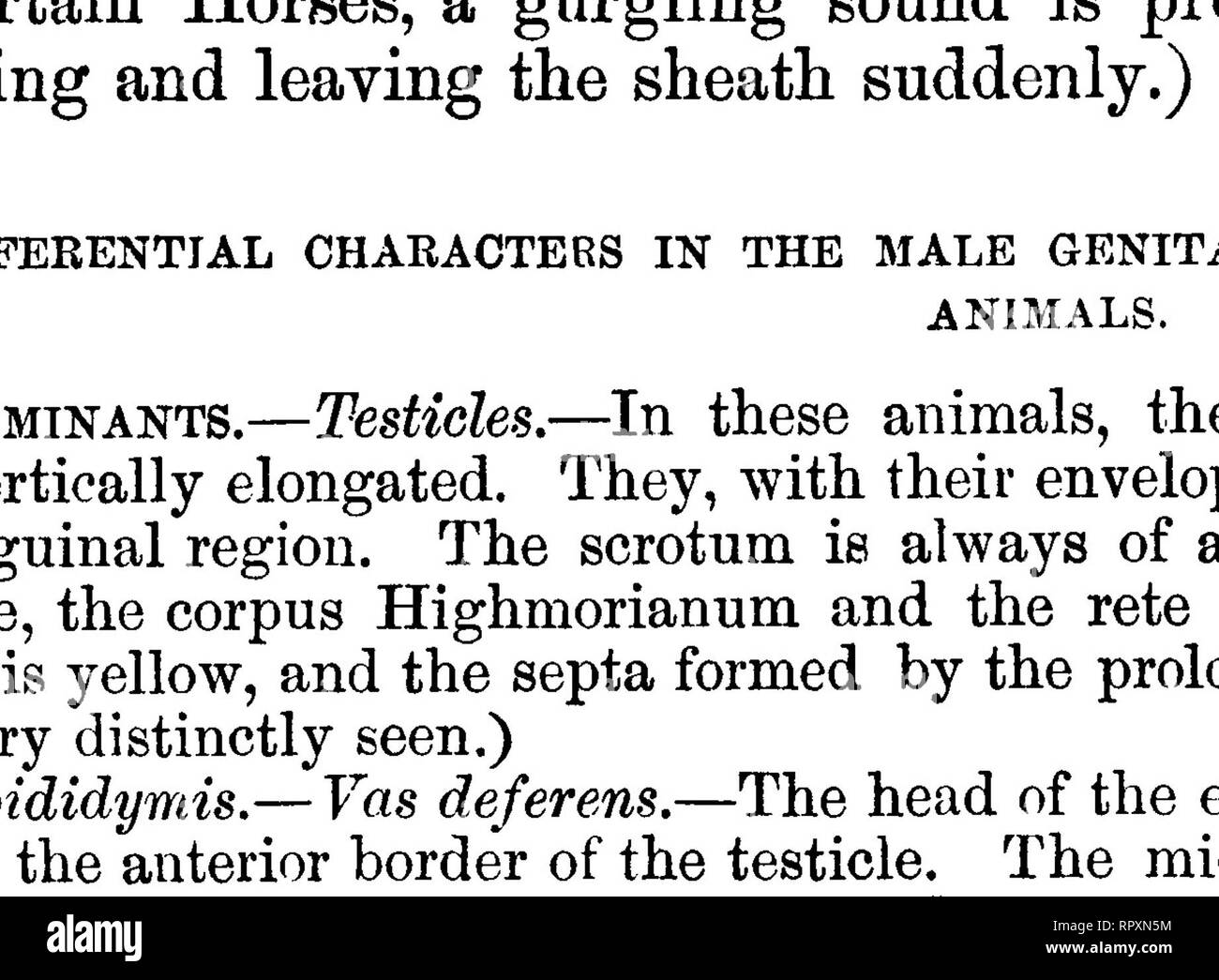 . The comparative anatomy of the domesticated animals. Veterinary ...