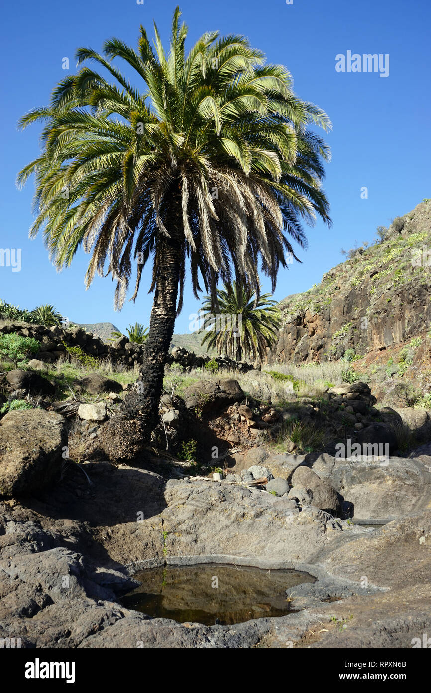 Palm tree and small pond with water Stock Photo - Alamy