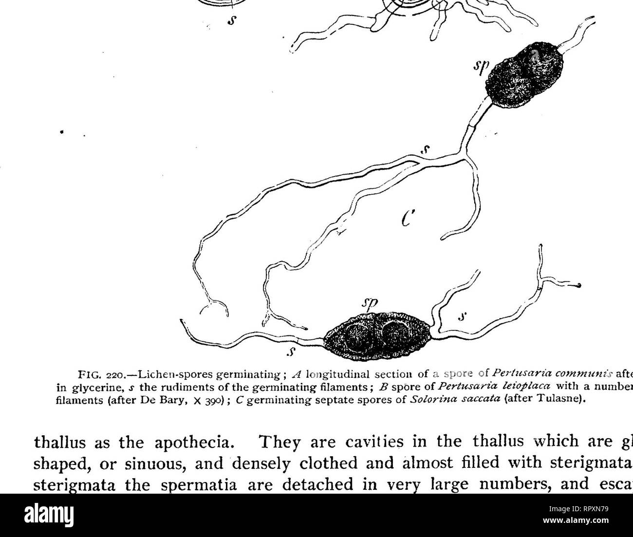 Soredium hi-res stock photography and images - Alamy
