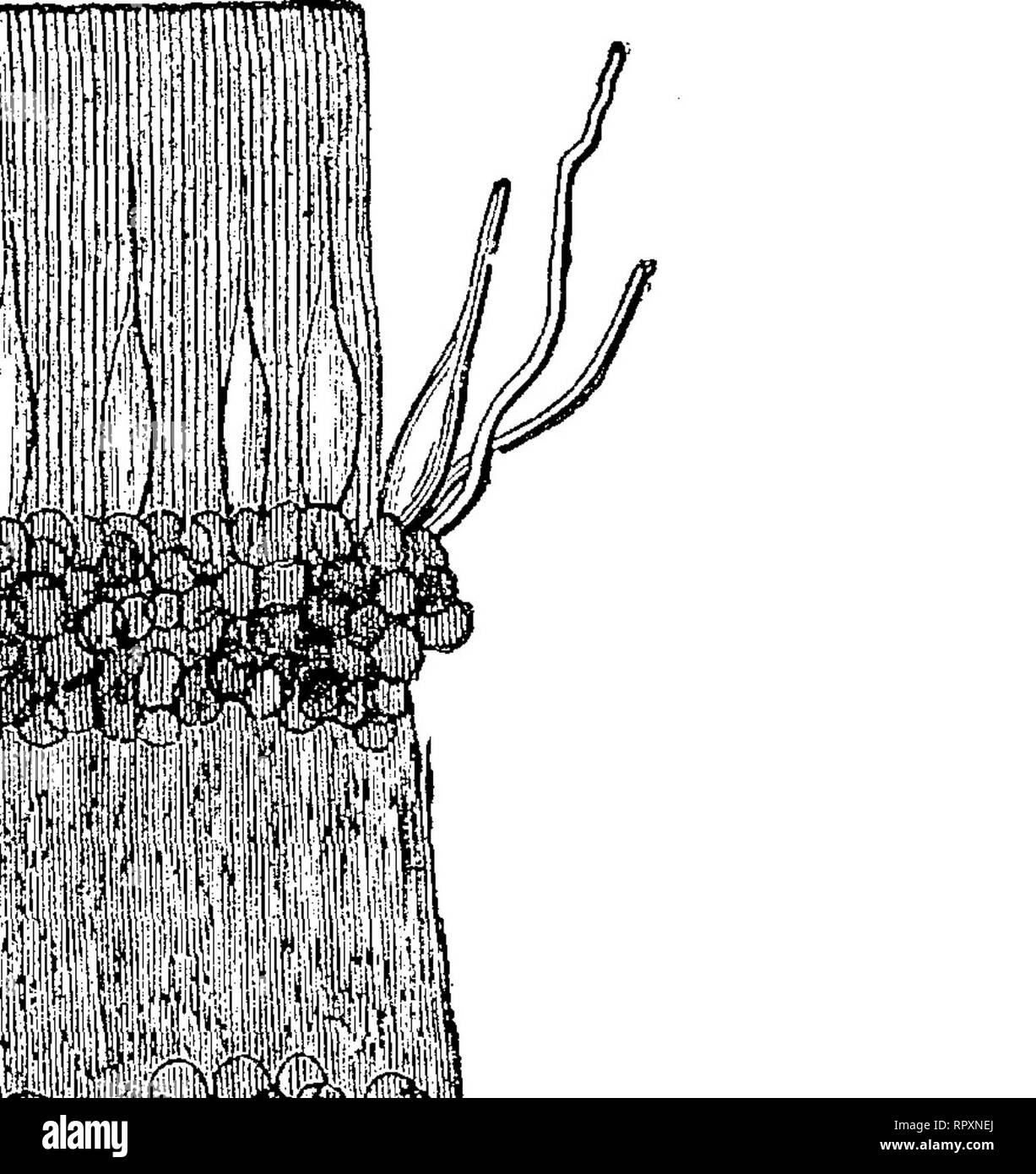 Rod cell and cone cell hi-res stock photography and images - Alamy