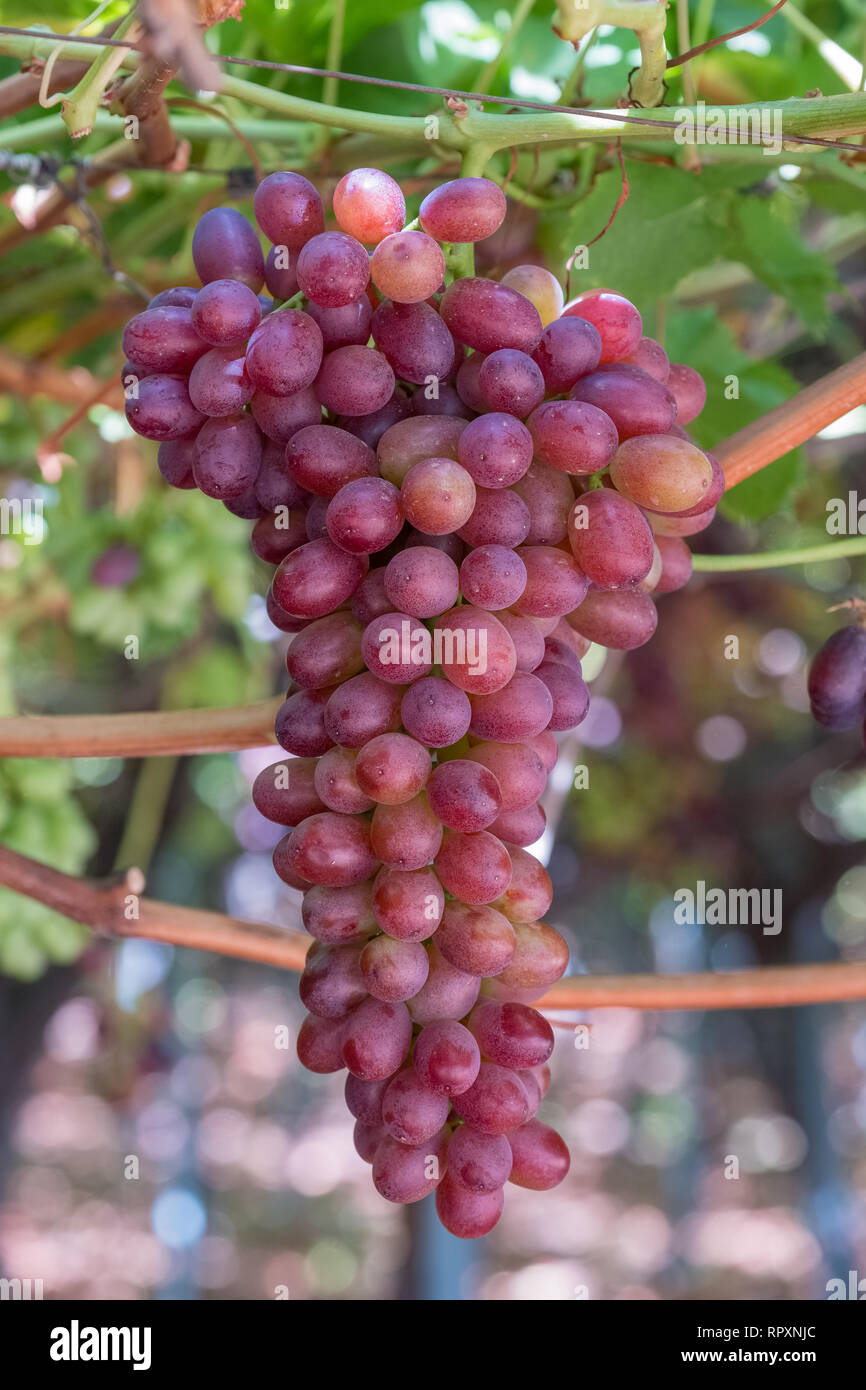 Grapes without seed hi-res stock photography and images - Alamy