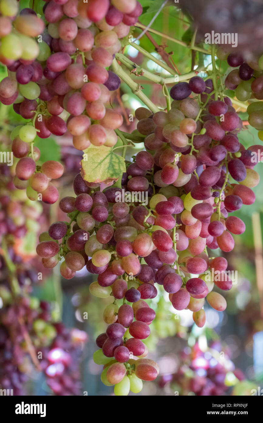 Grape clusters in hanging vine, special table grape without inner seed ...