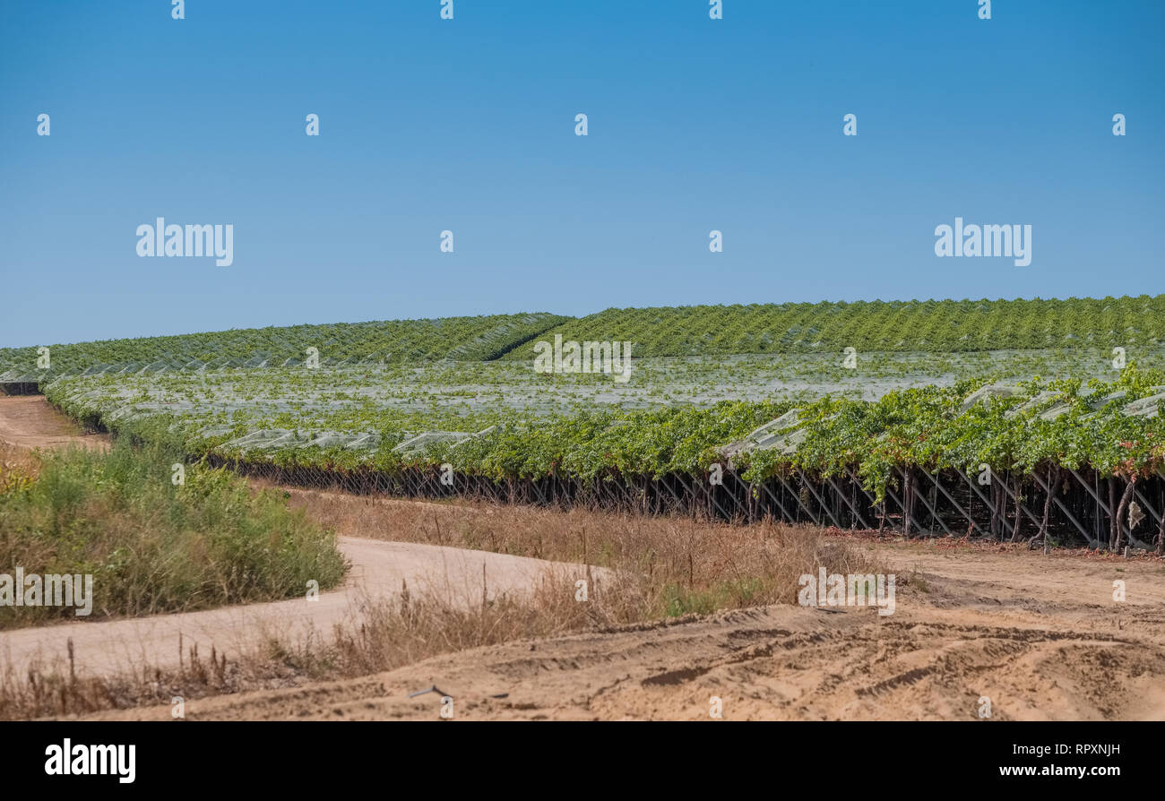 Fields of grapes in hanging vine with special table grape without inner ...