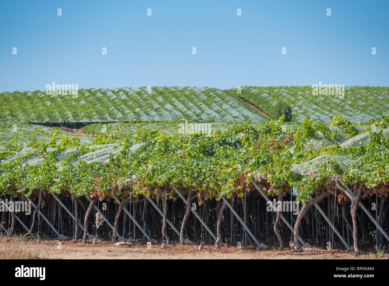Fields of grapes in hanging vine with special table grape without inner ...