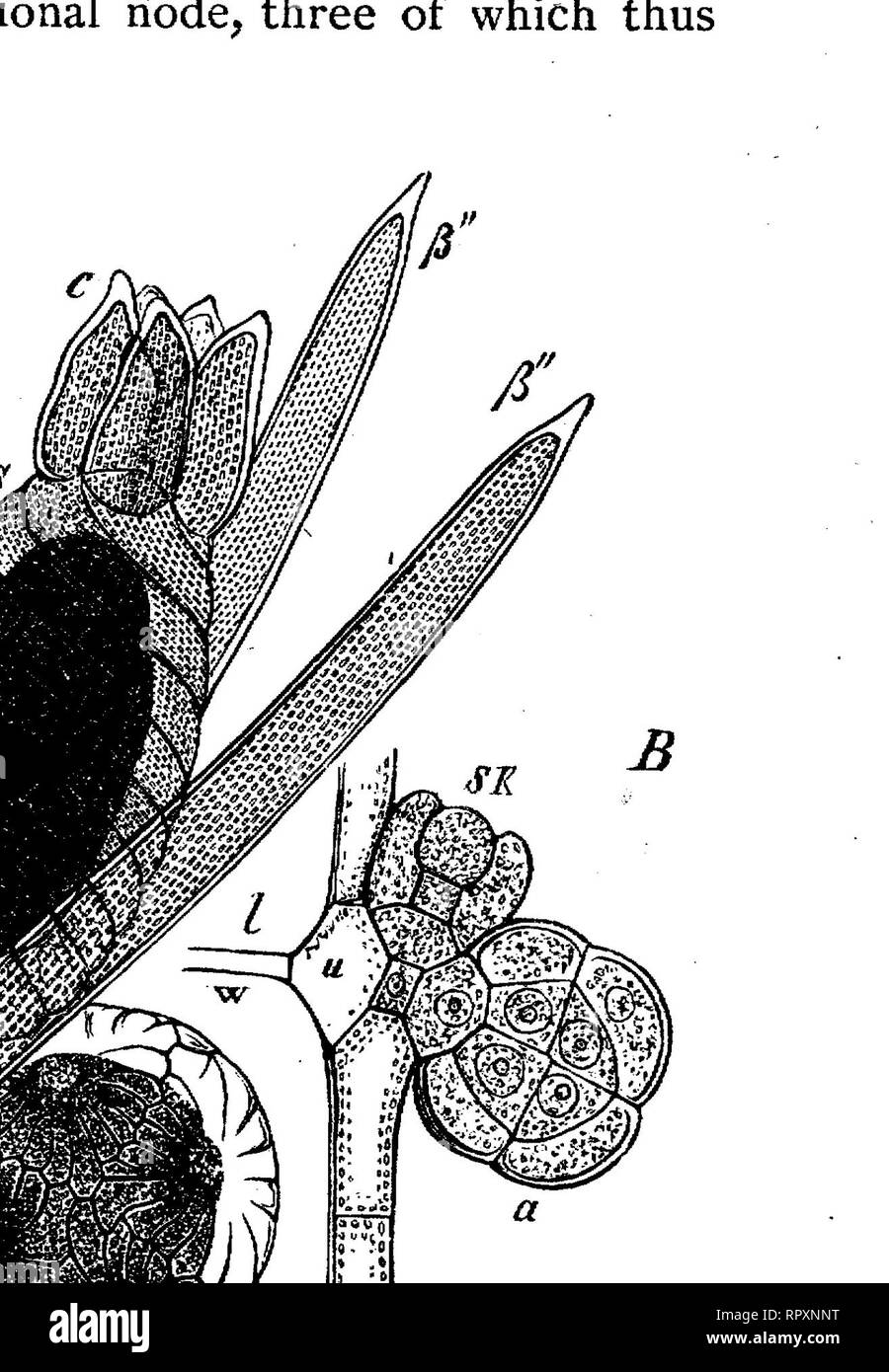 . Text-book of botany, morphological and physiological. Botany. FIG ...