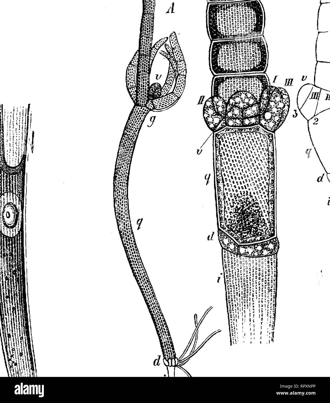 Carpospore High Resolution Stock Photography and Images - Alamy