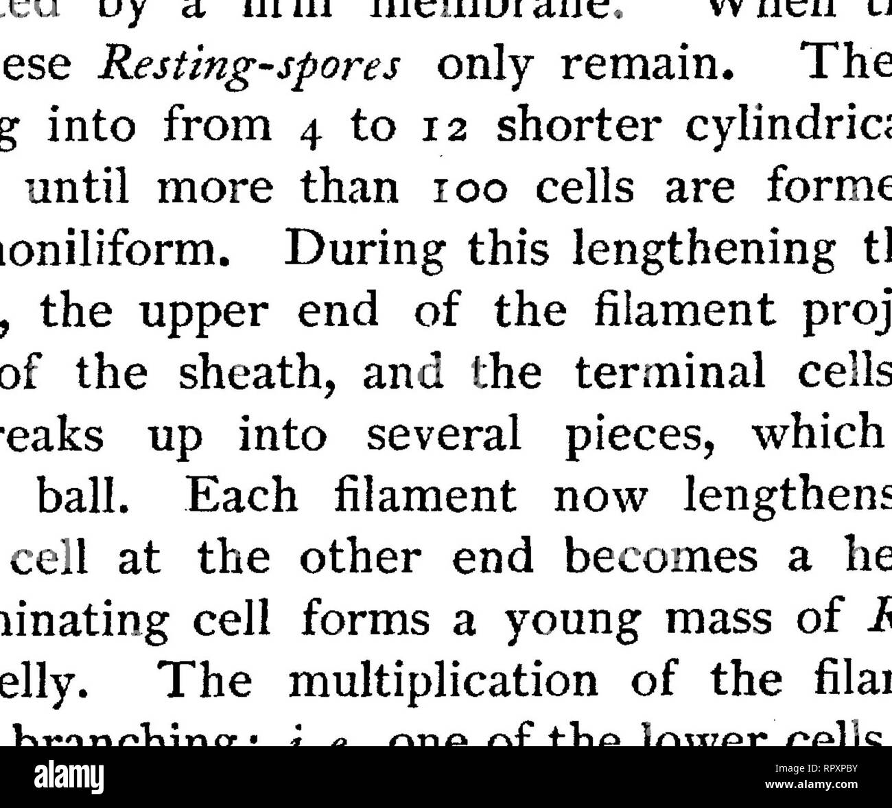 Protophyta Black and White Stock Photos & Images - Alamy