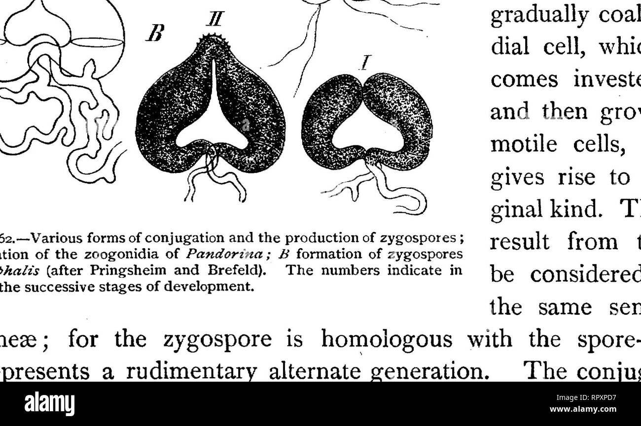 Zygospores Definition