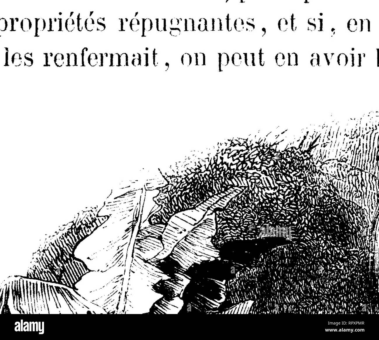 Mephitis mapurito hi-res stock photography and images - Alamy