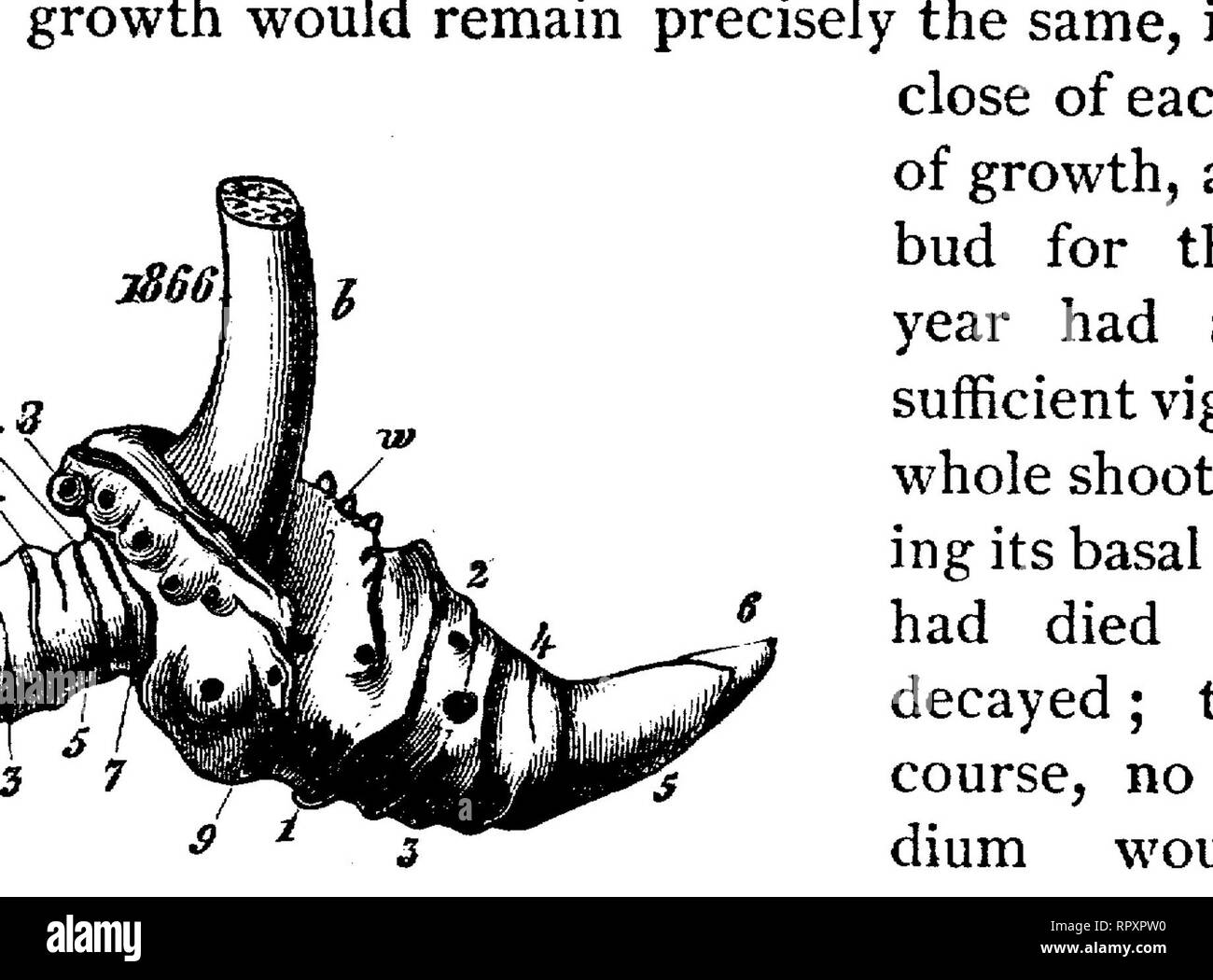 Sympodial Black and White Stock Photos & Images - Alamy