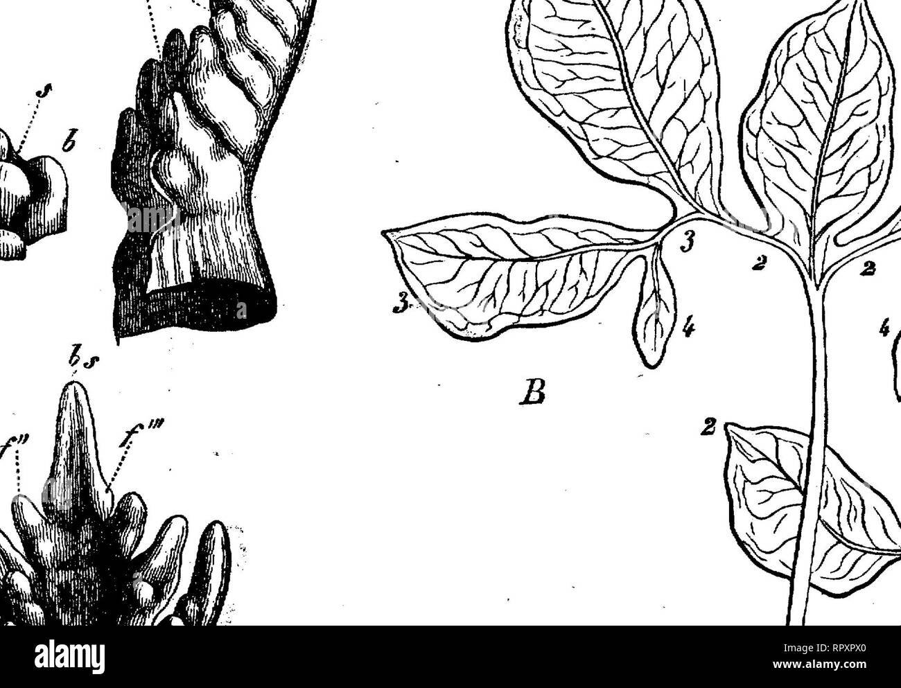 Helicoid cyme hi-res stock photography and images - Alamy