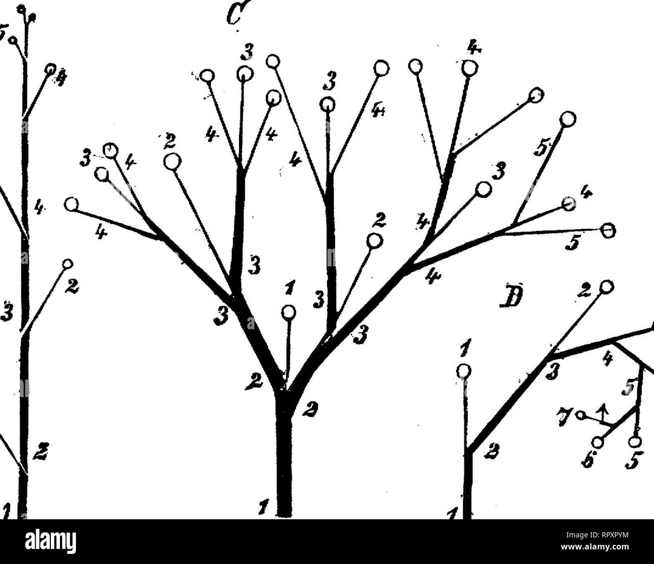 Monopodial growth hi-res stock photography and images - Alamy