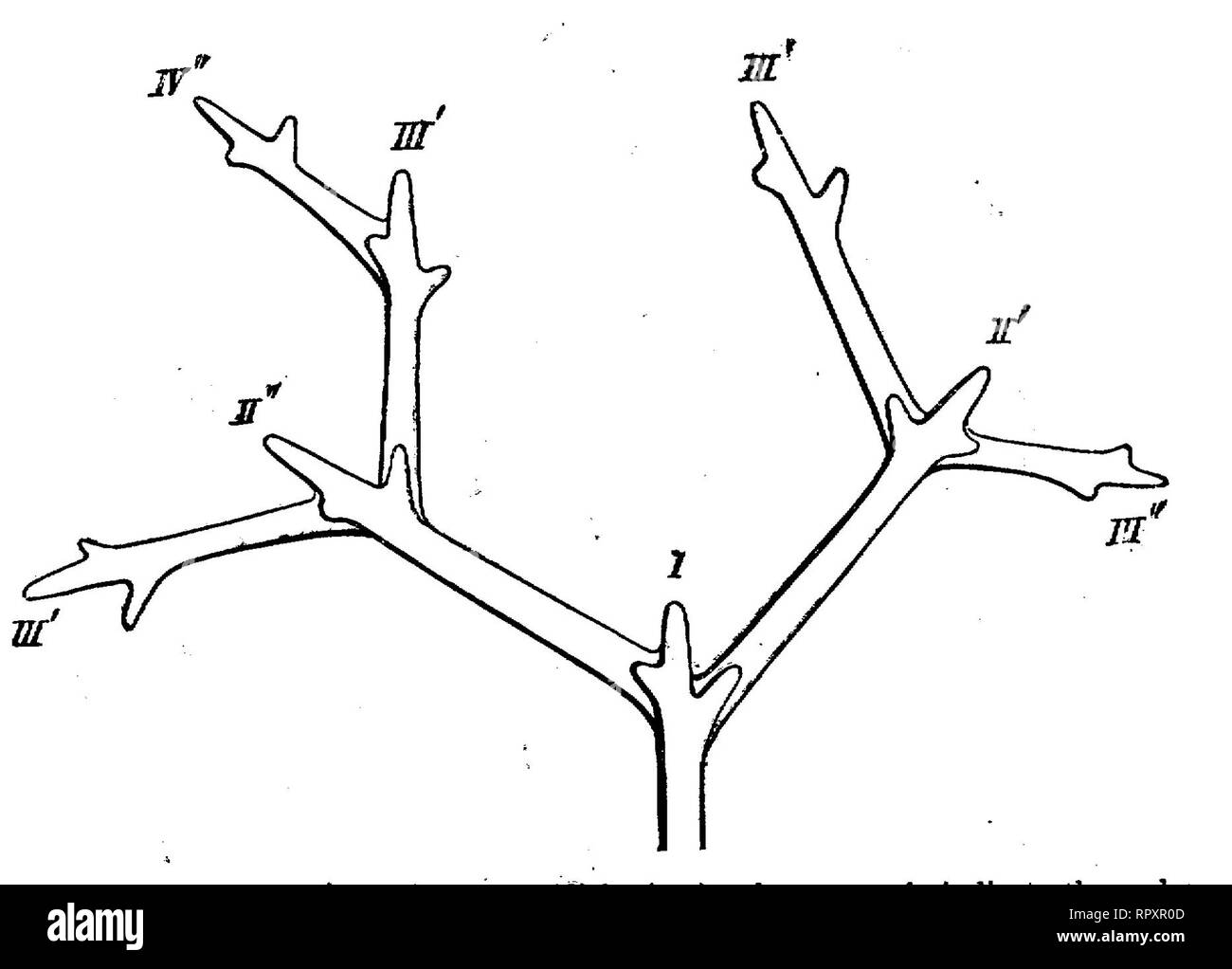 Bostryx hi-res stock photography and images - Alamy