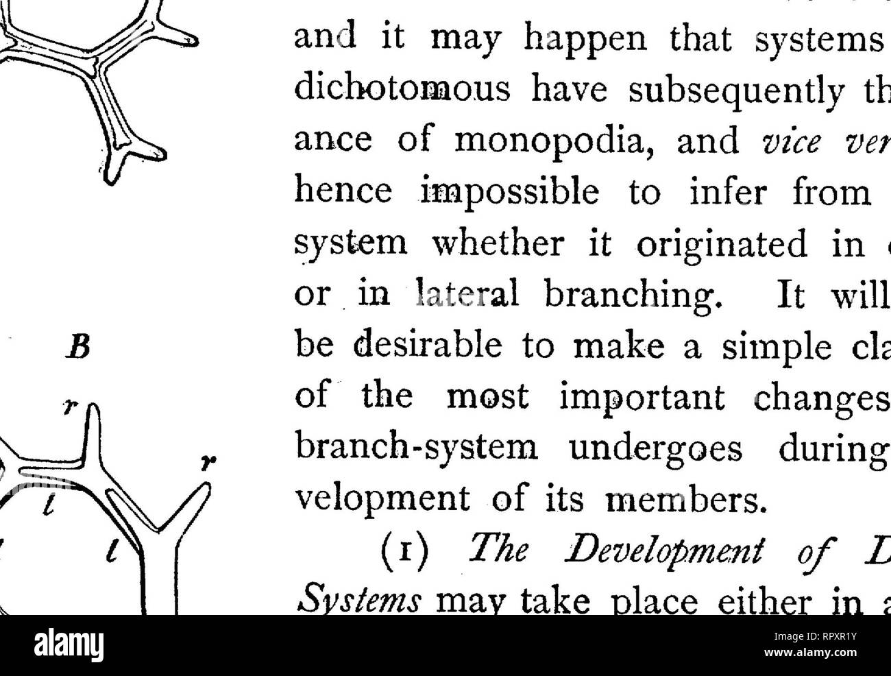 Dichotomous branch hi-res stock photography and images - Alamy