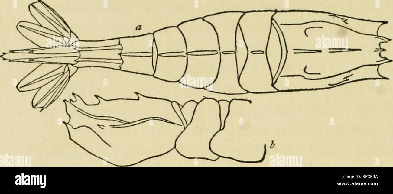 Henry tooth hi-res stock photography and images - Alamy