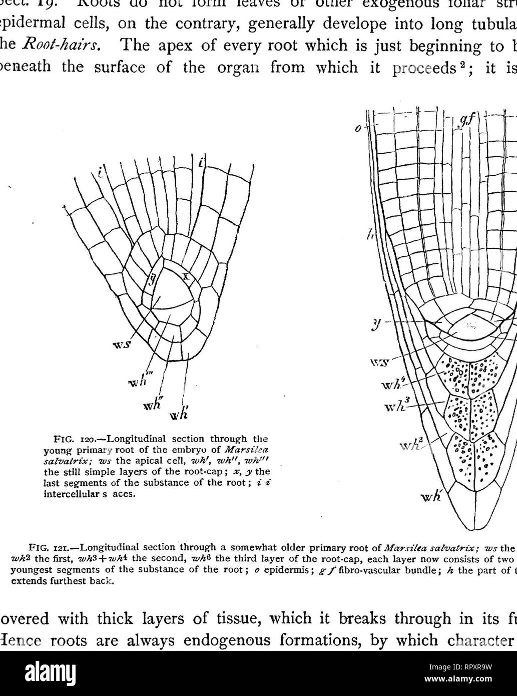Phloem bundles hi-res stock photography and images - Alamy