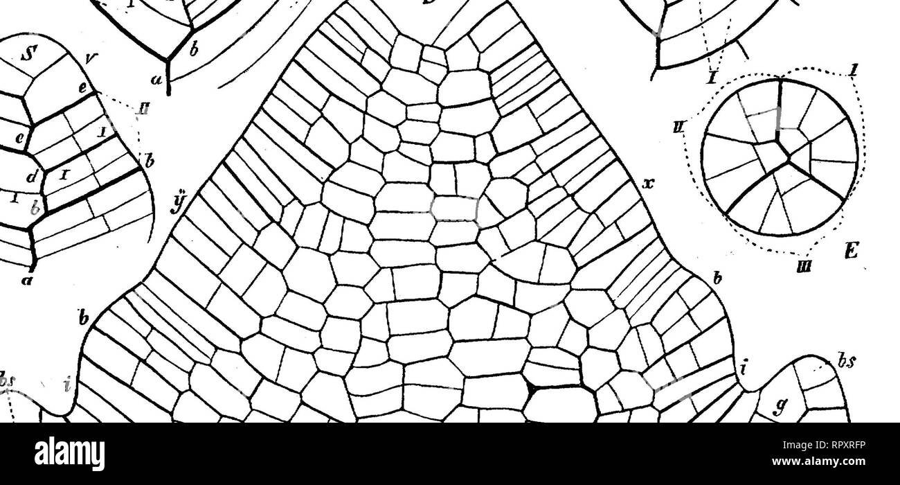 . Text-book of botany, morphological and physiological. Botany. 144 ...