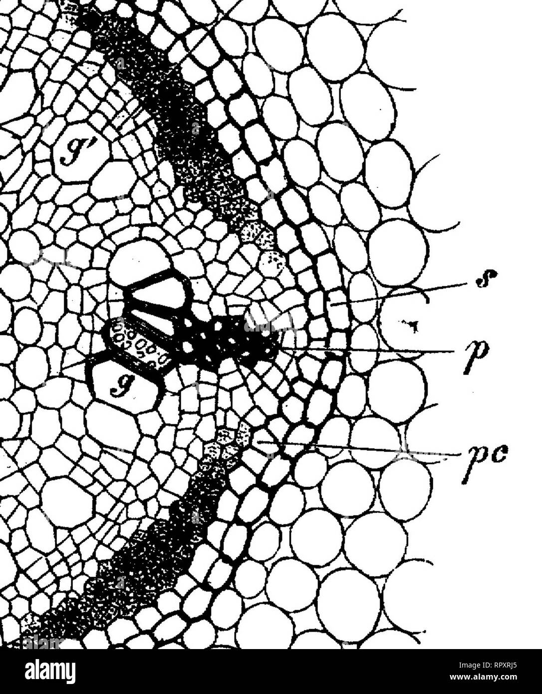 Primary xylem Black and White Stock Photos & Images - Alamy