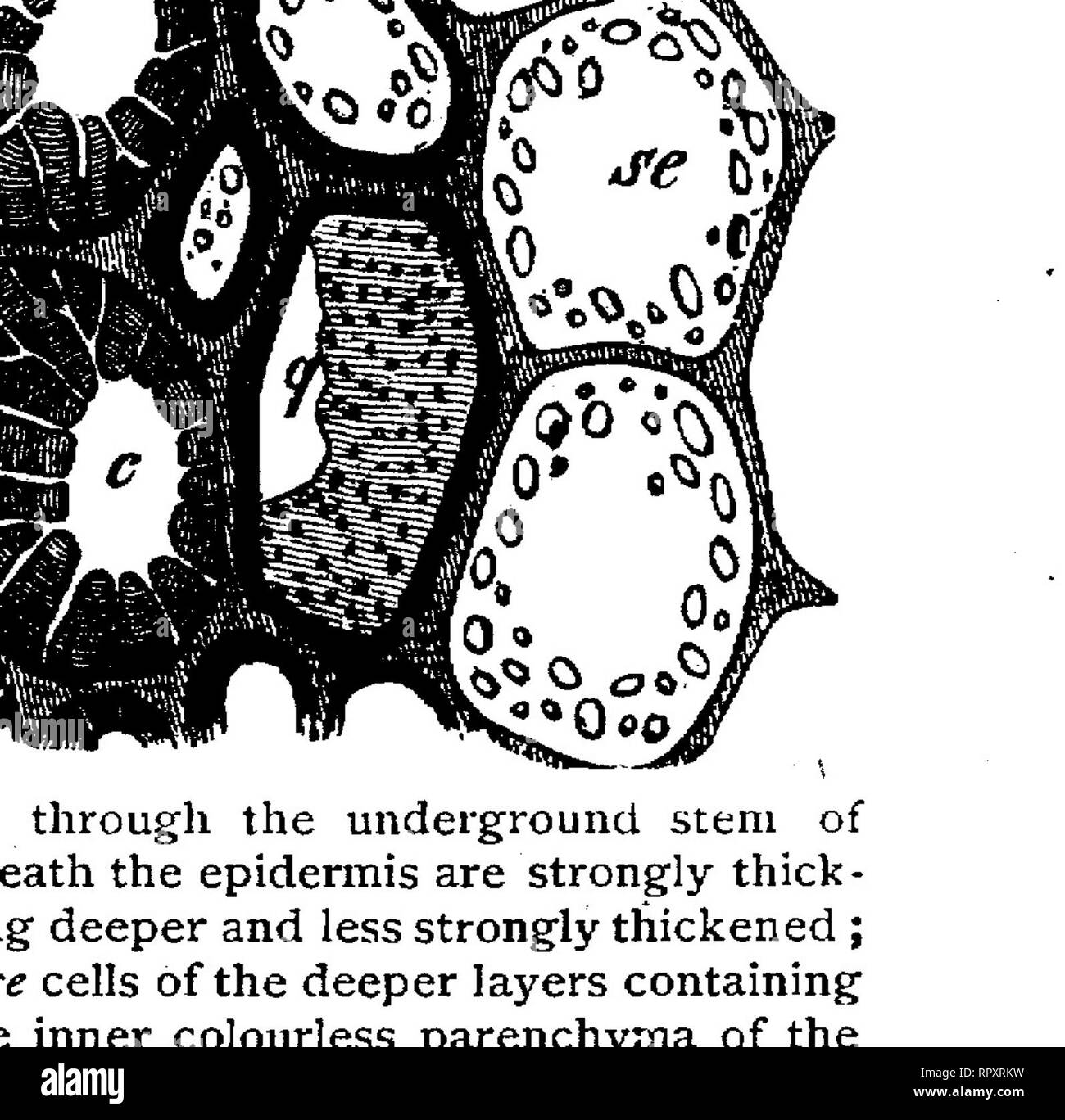 Acicular leaf Black and White Stock Photos & Images - Alamy