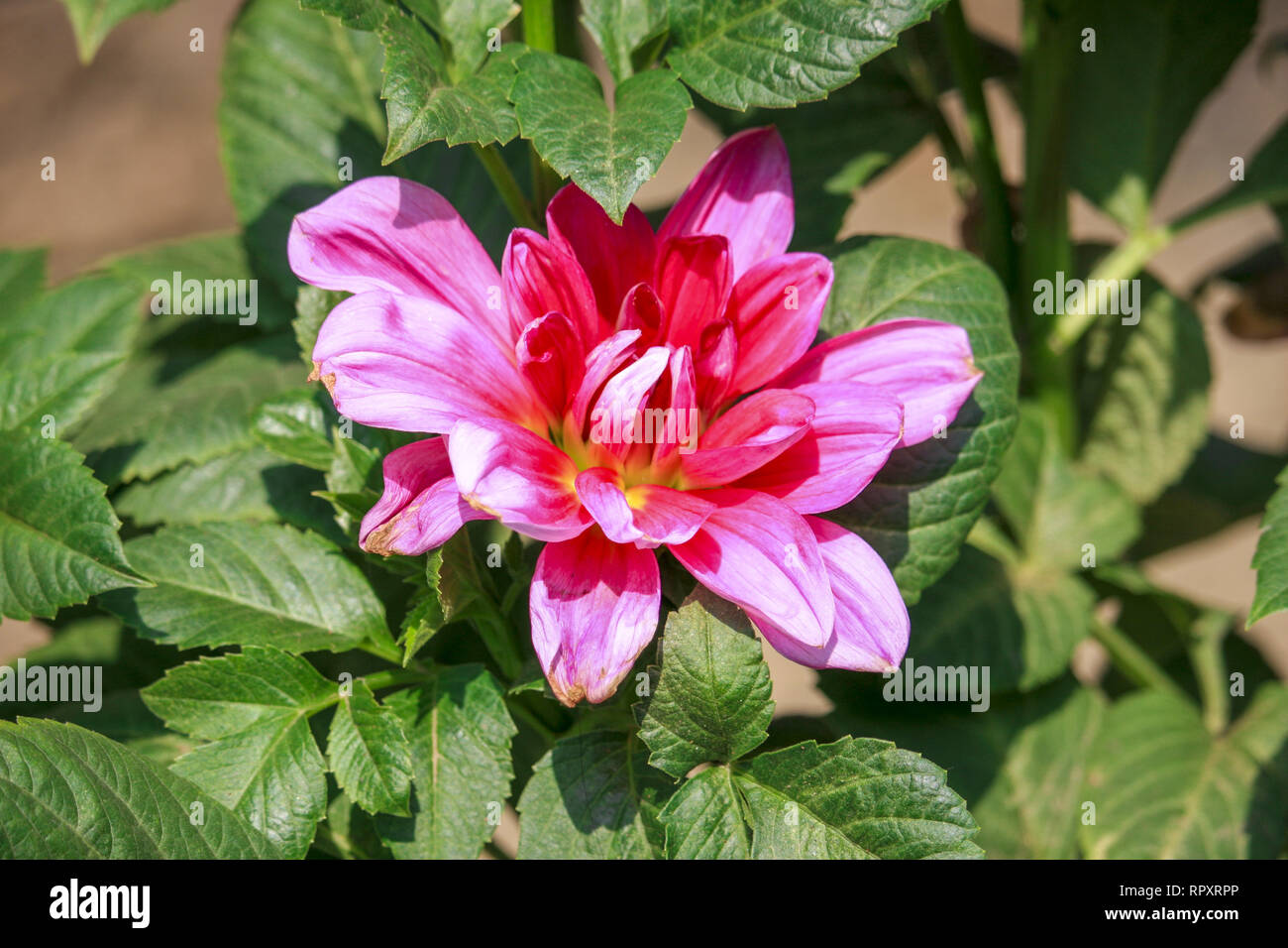 Close up of a Dahlia Flower in the Garden Stock Photo - Alamy