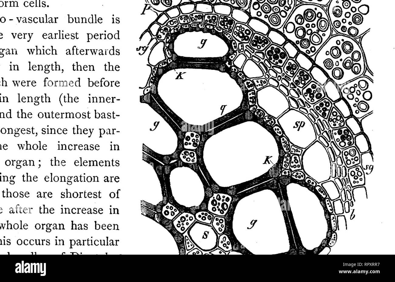 . Text-book of botany, morphological and physiological. Botany. H4 ...