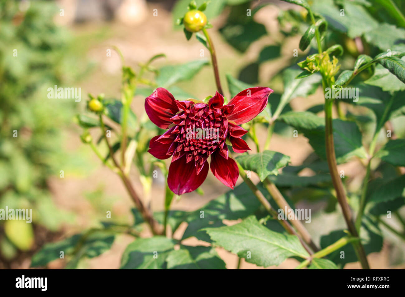 A Blooming Dahlia Flower in the Garden Stock Photo - Alamy
