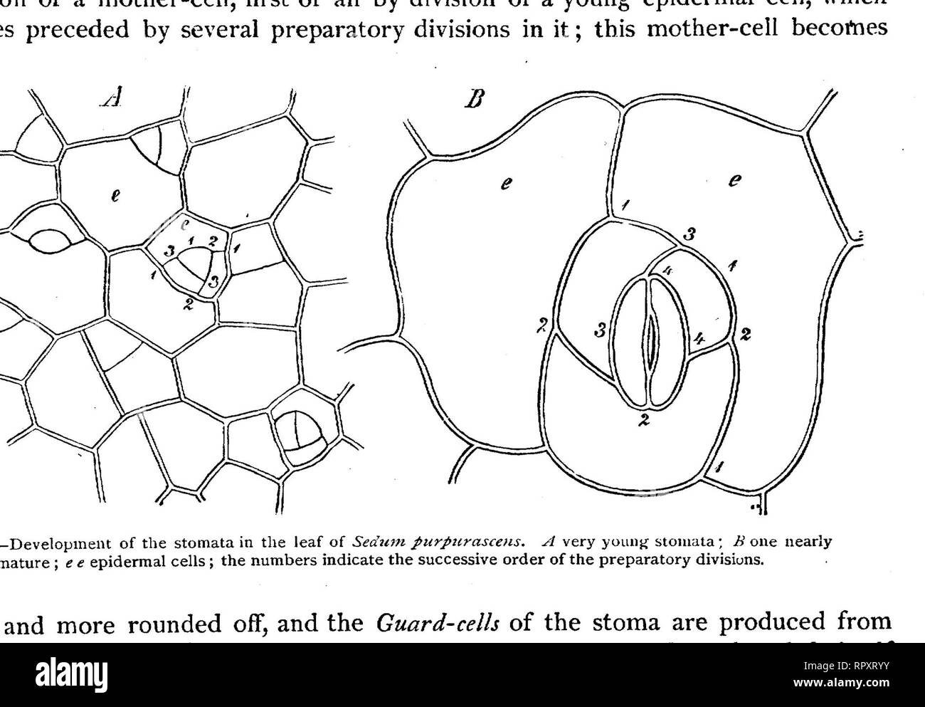 . Text-book of botany, morphological and physiological. Botany. io4 ...