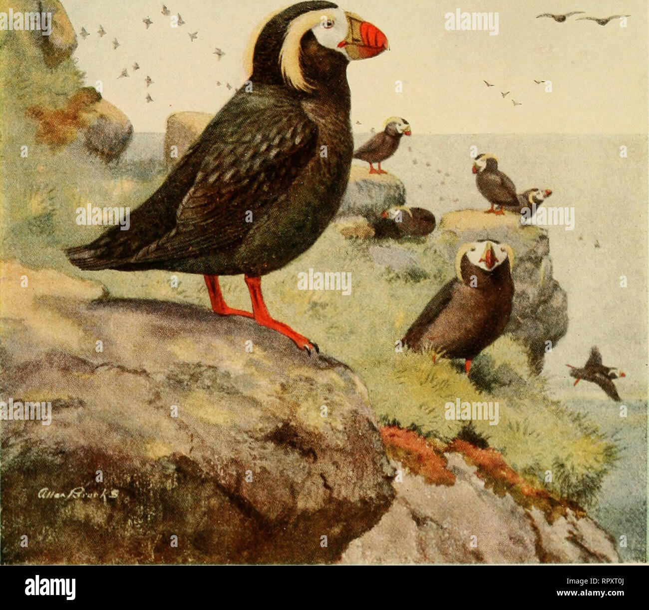 . Alaskan bird-life as depicted by many writers. Birds. ^ "IF. Order ...
