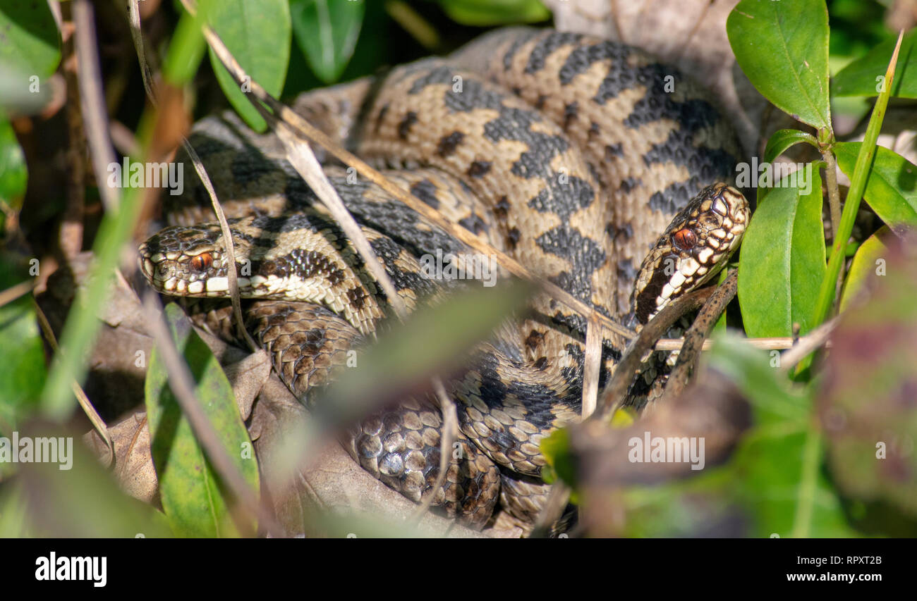 Sunbathing adder hi-res stock photography and images - Alamy