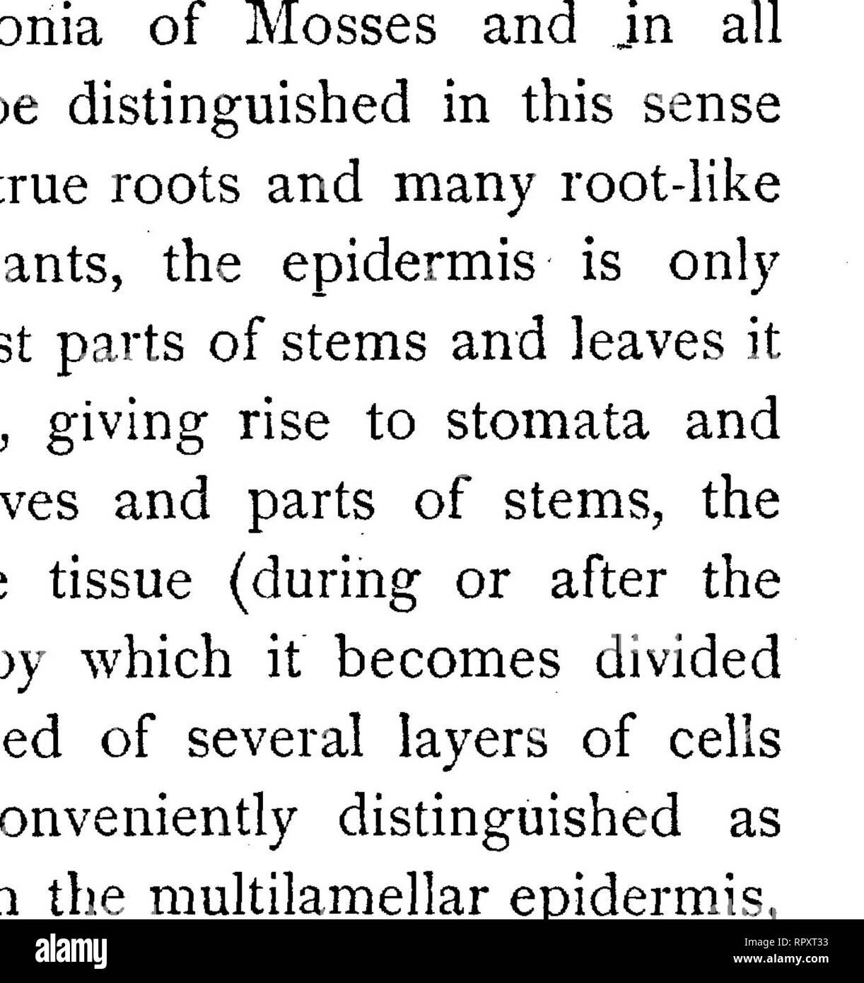 Hymenial layer hi-res stock photography and images - Alamy
