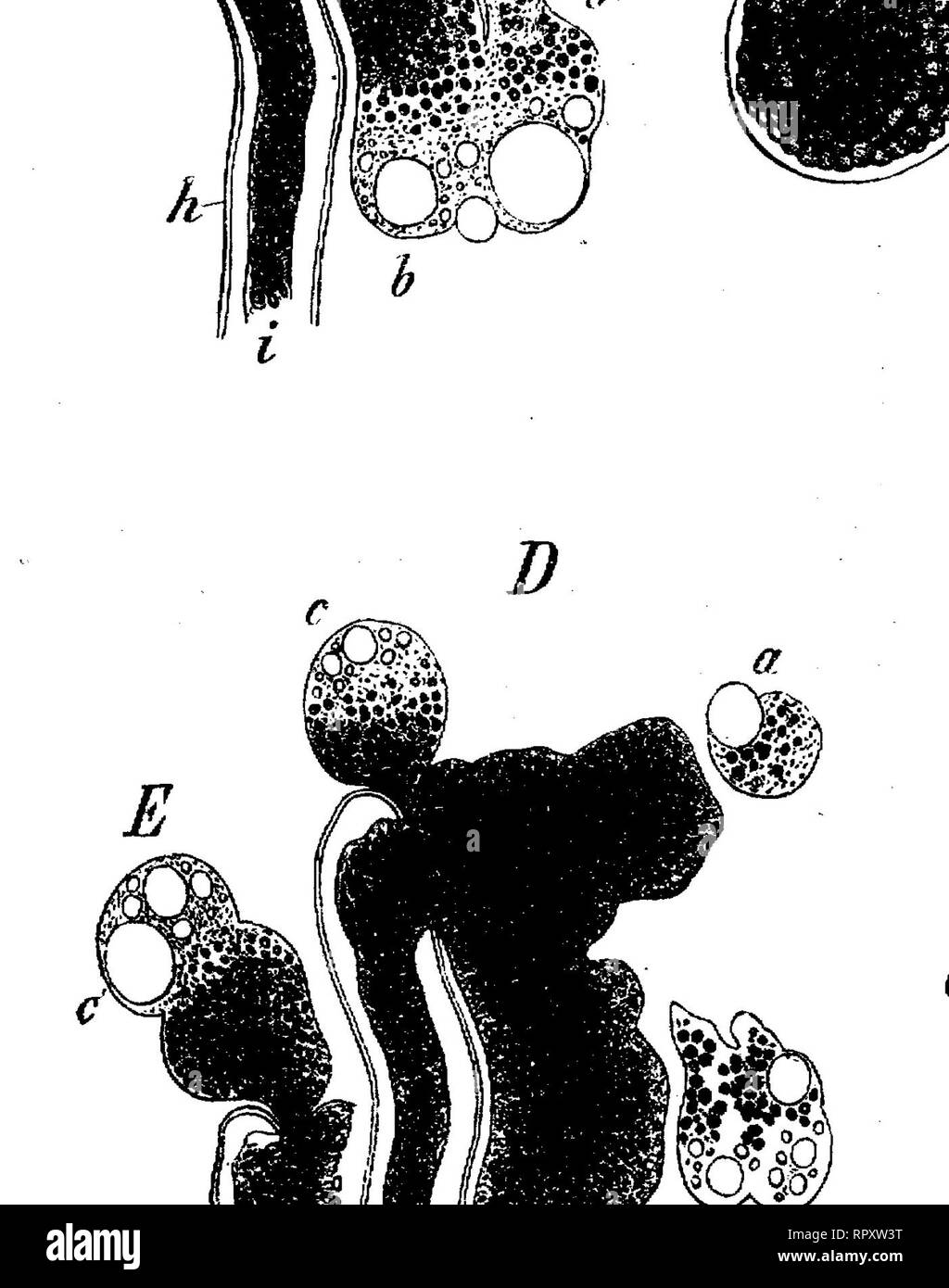 Inner cell mass hi-res stock photography and images - Alamy