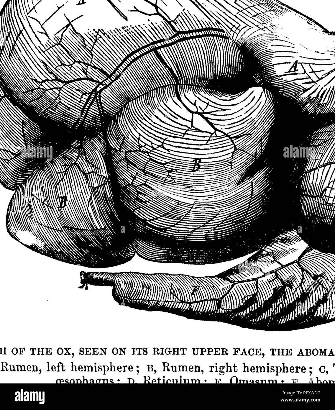 . The comparative anatomy of the domesticated animals. Veterinary ...